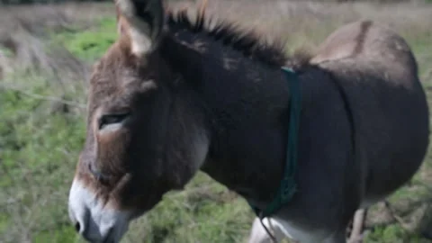 A close-up of a donkey's face with tall ... | Stock Video | Pond5