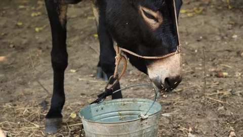 Ass Full Stock Footage ~ Royalty Free Stock Videos | Pond5