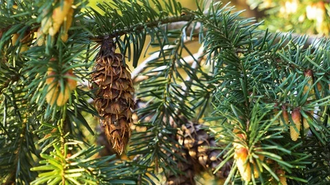 Close Up Fir Stock Videos – Royalty-Free HD & 4K Videos