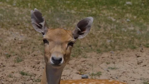 Axis Deer Stock Footage ~ Royalty Free Stock Videos | Pond5