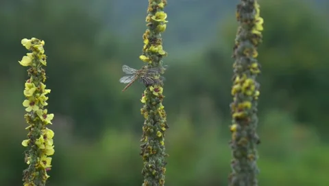 Dragonfly Farms Stock Videos – Royalty-Free HD & 4K Videos | Page 3