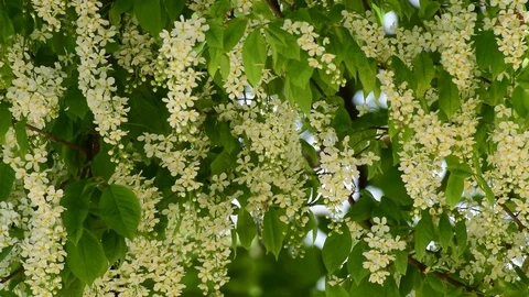 Close-up of drooping white blossoms of b... | Stock Video | Pond5