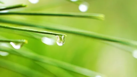 Water Drop Plant Stock Footage ~ Royalty Free Stock Videos | Pond5