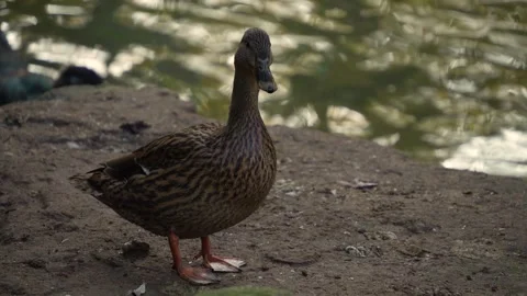 Close Up Pooping Stock Videos – Royalty-Free HD & 4K Videos | Pond5