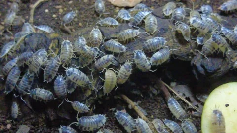 Close up of dwarf white isopods, filmed ... | Stock Video | Pond5