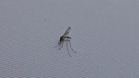 Close up of the dying mosquito on the wh... | Stock Video | Pond5