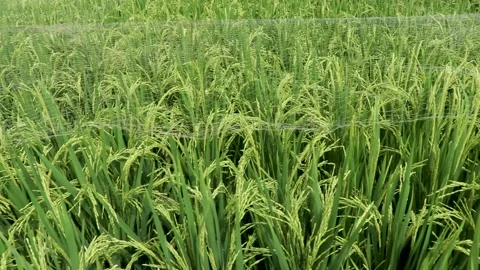 Close up ear of rice swaying by wind in ... | Stock Video | Pond5