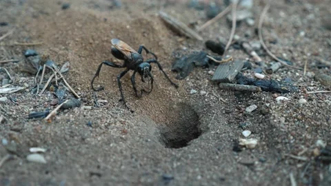 Earth Spider Stock Videos – Royalty-Free HD & 4K Videos