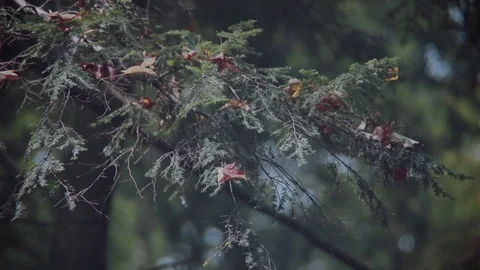 Close up of an Eastern Hemlock tree bran... | Stock Video | Pond5