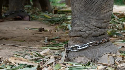 Close-up of an elephant leg in chains in... | Stock Video | Pond5