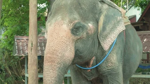 Close up of an Elephant's Sad Face in an... | Stock Video | Pond5