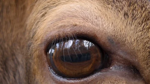 Deer Eye Stock Video Footage | Royalty Free Deer Eye Videos | Pond5