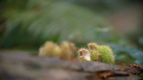 Close Up Of Empty Conker Cases In Autumn... | Stock Video | Pond5