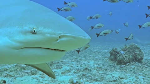 Close Encounter with Bull Shark | Stock Video | Pond5