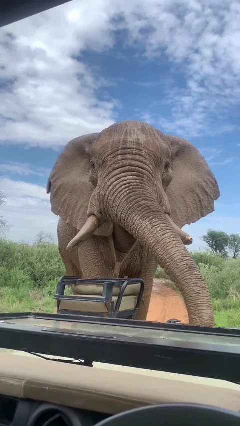 Close Sou Stock Videos – Royalty-Free HD & 4K Videos