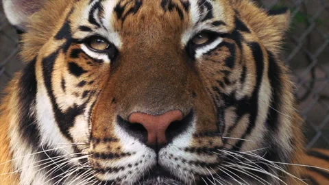 Close up encounters Bengal tiger Chaing ... | Stock Video | Pond5