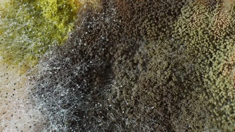 A close up of extensive mold and fungus ... | Stock Video | Pond5