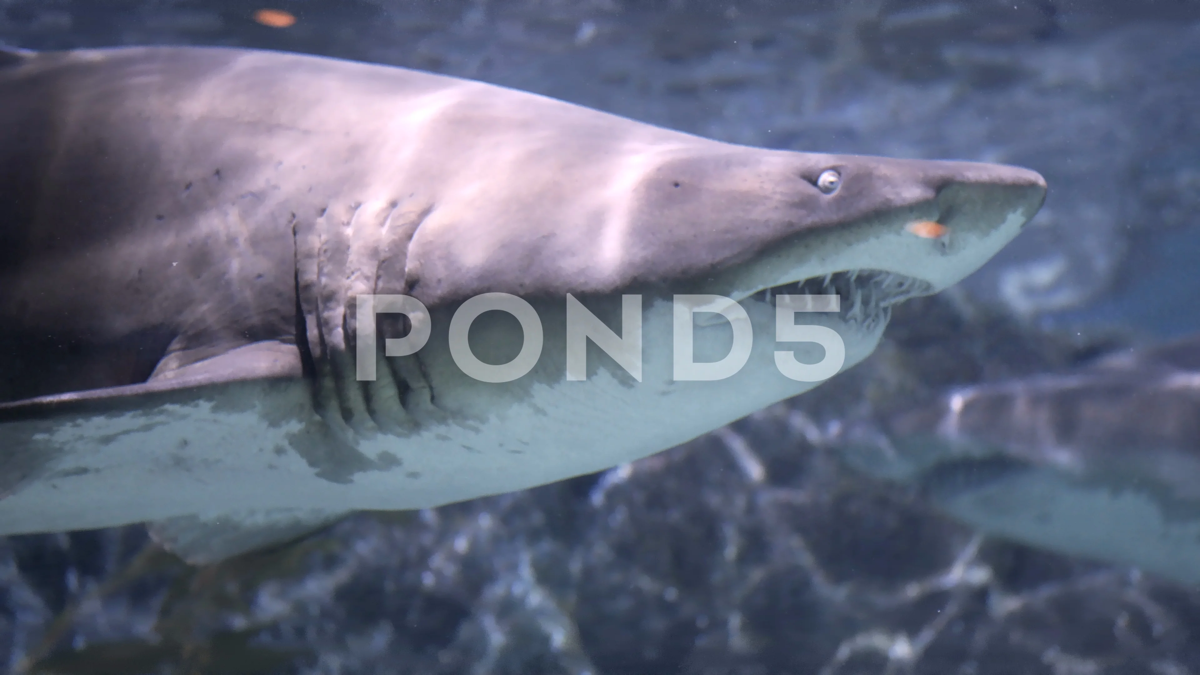 Sand Tiger Shark Mouth