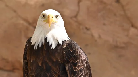 Eagle Face On Stock Videos – Royalty-Free HD & 4K Videos | Pond5