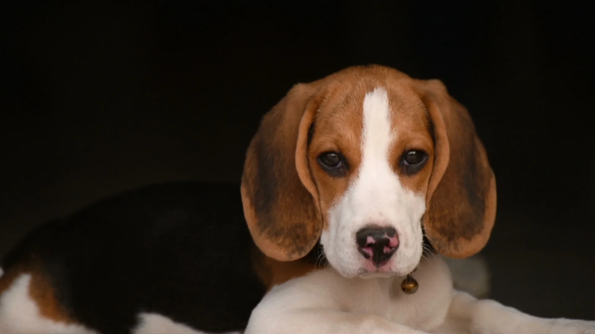 Cute Beagle Puppys