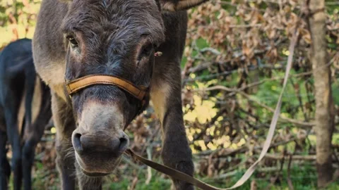 Donkey Face Stock Footage ~ Royalty Free Stock Videos | Pond5