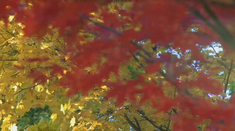 Close-up of fall foliage (focus-backgrou... | Stock Video | Pond5