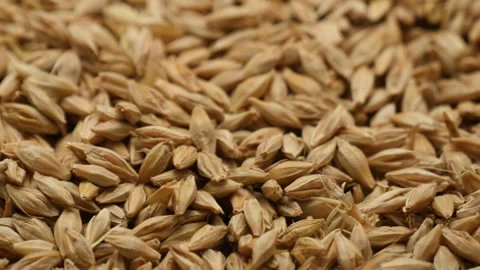 Close up of Falling Barley grains on bac... | Stock Video | Pond5