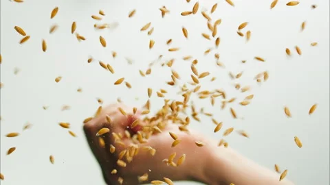 Close-up of falling down barley from han... | Stock Video | Pond5