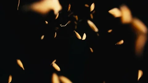 Rice Grains Stock Footage ~ Royalty Free Stock Videos | Pond5