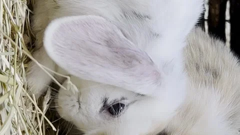Close-up of a family of fluffy rabbits w... | Stock Video | Pond5