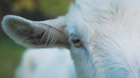 Close-up of a farm goats face with white... | Stock Video | Pond5