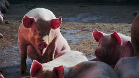 close up of a female pig sitting down an... | Stock Video | Pond5