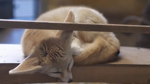 close up of fennec fox sleeping in zoo, ... | Stock Video | Pond5