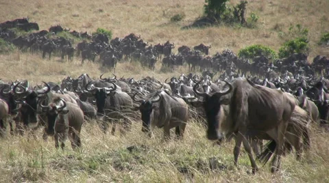 Close File Stock Videos – Royalty-Free HD & 4K Videos