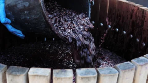 Close-up of filling a barrel with grape ... | Stock Video | Pond5