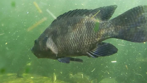 A Floating Life Stock Videos – Royalty-Free HD & 4K Videos