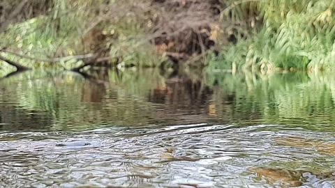 Close up of flowing river water close to... | Stock Video | Pond5