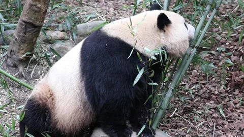 Close up Fluffy Panda, Mei Lan aka Rou R... | Stock Video | Pond5