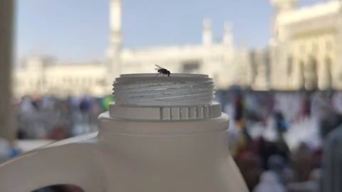 Close-up of a fly/housefly on top of a m... | Stock Video | Pond5