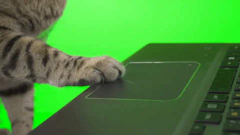 Close-up footage of cat paws typing on c... | Stock Video | Pond5