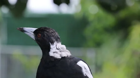 Close-Up Footage of the Magpie Bird | Stock Video | Pond5