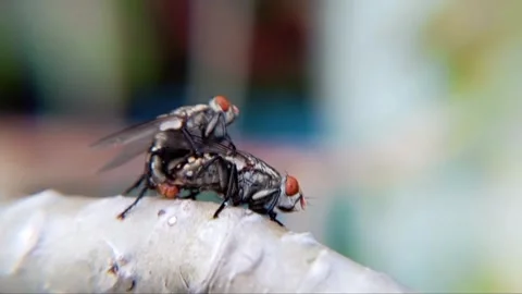 Mating Animal Close Up Stock Videos – Royalty-Free HD & 4K Videos