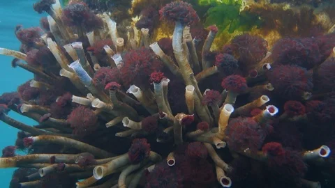 Close-Up: Forest of Tube Worms Flowing B... | Stock Video | Pond5