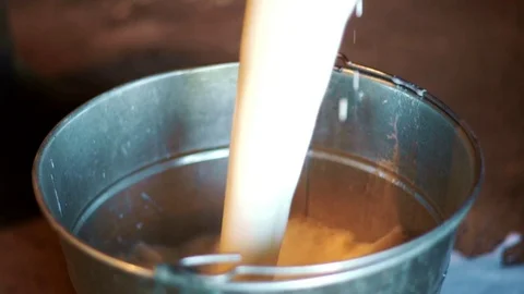 Close up fresh cow milk pouring in bucke... | Stock Video | Pond5