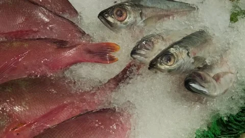Close-up of fresh fish being sold in a s... | Stock Video | Pond5