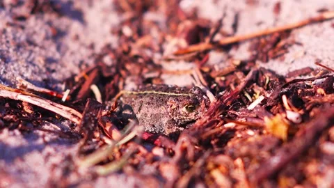 Red Frog Beach Stock Videos – Royalty-Free HD & 4K Videos