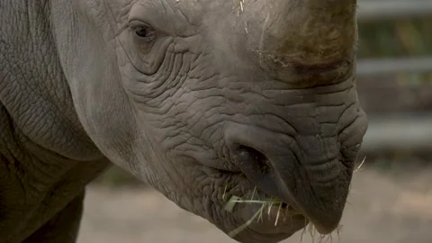 Close-up front view of the prehensile li... | Stock Video | Pond5