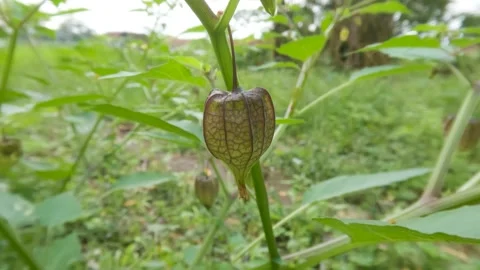 Close up of the fruit of the Ground Cher... | Stock Video | Pond5