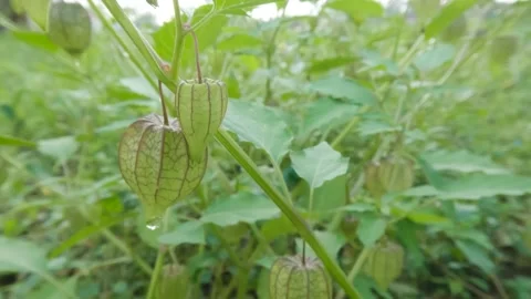 Close up of the fruit of the Ground Cher... | Stock Video | Pond5