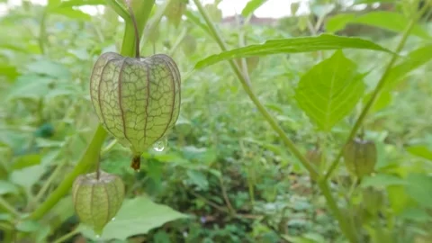 Close up of the fruit of the Ground Cher... | Stock Video | Pond5